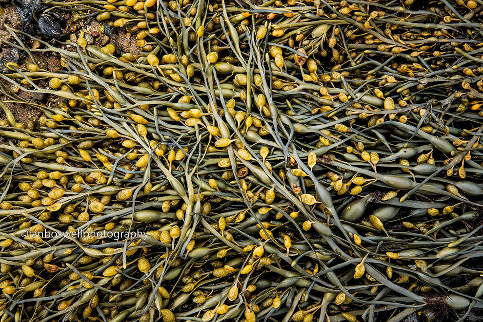 Knotted wrack, Ord, Skye – Art & Space